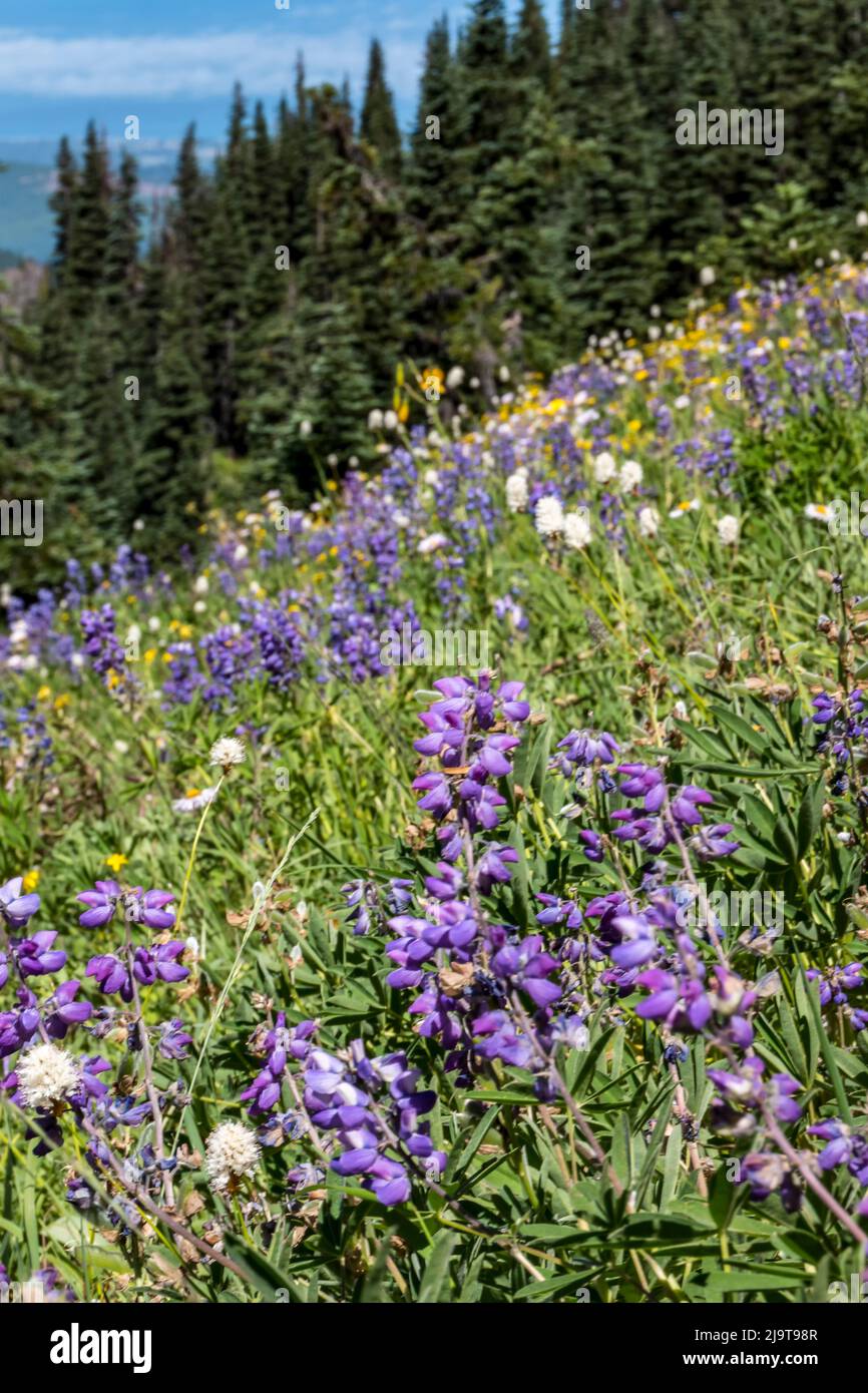 Hurricane Ridge, Olympic National Park, Washington State, USA. Lupine ...