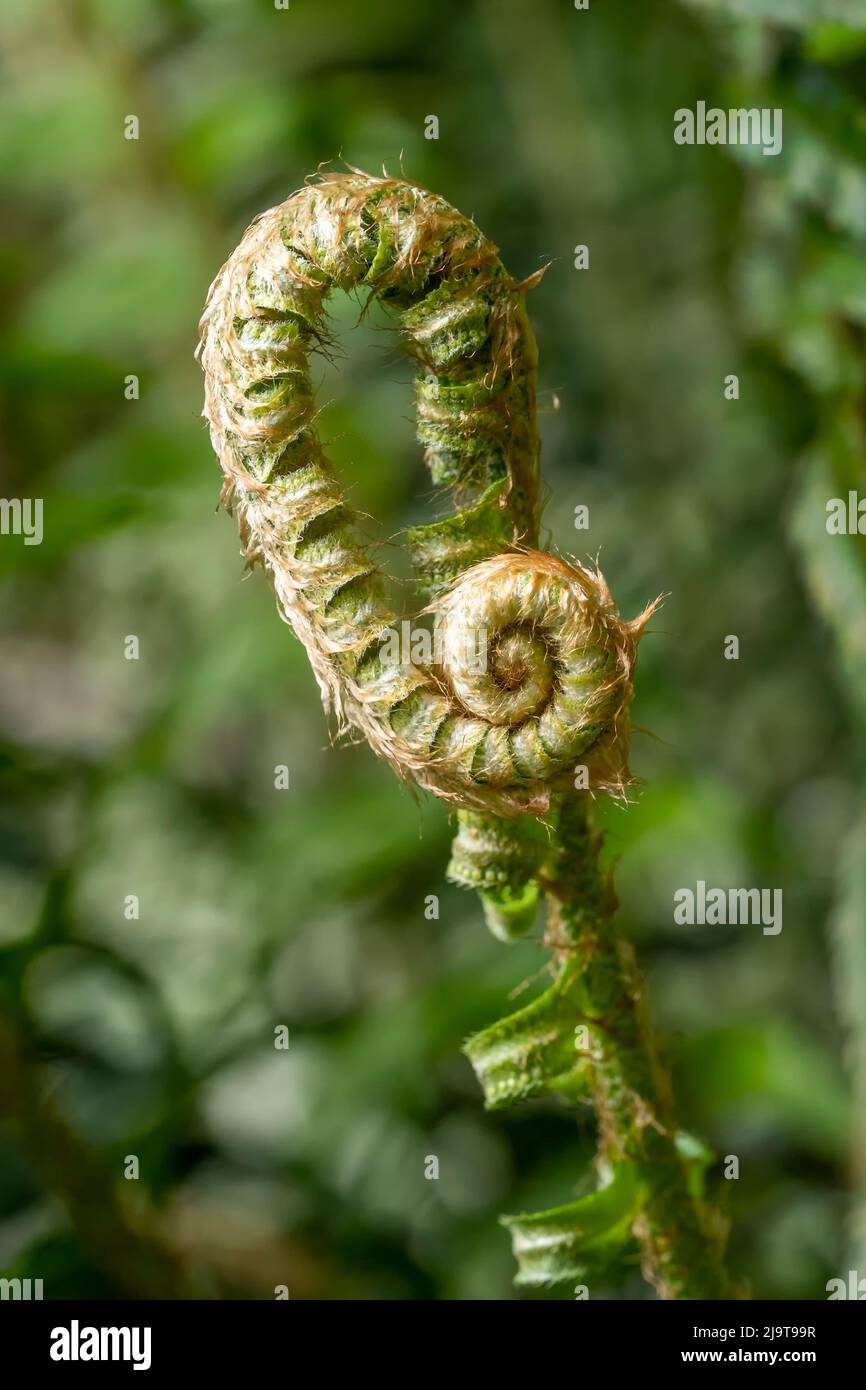 Issaquah, Washington State, USA. Western Swordfern fiddleheads. Fronds ...