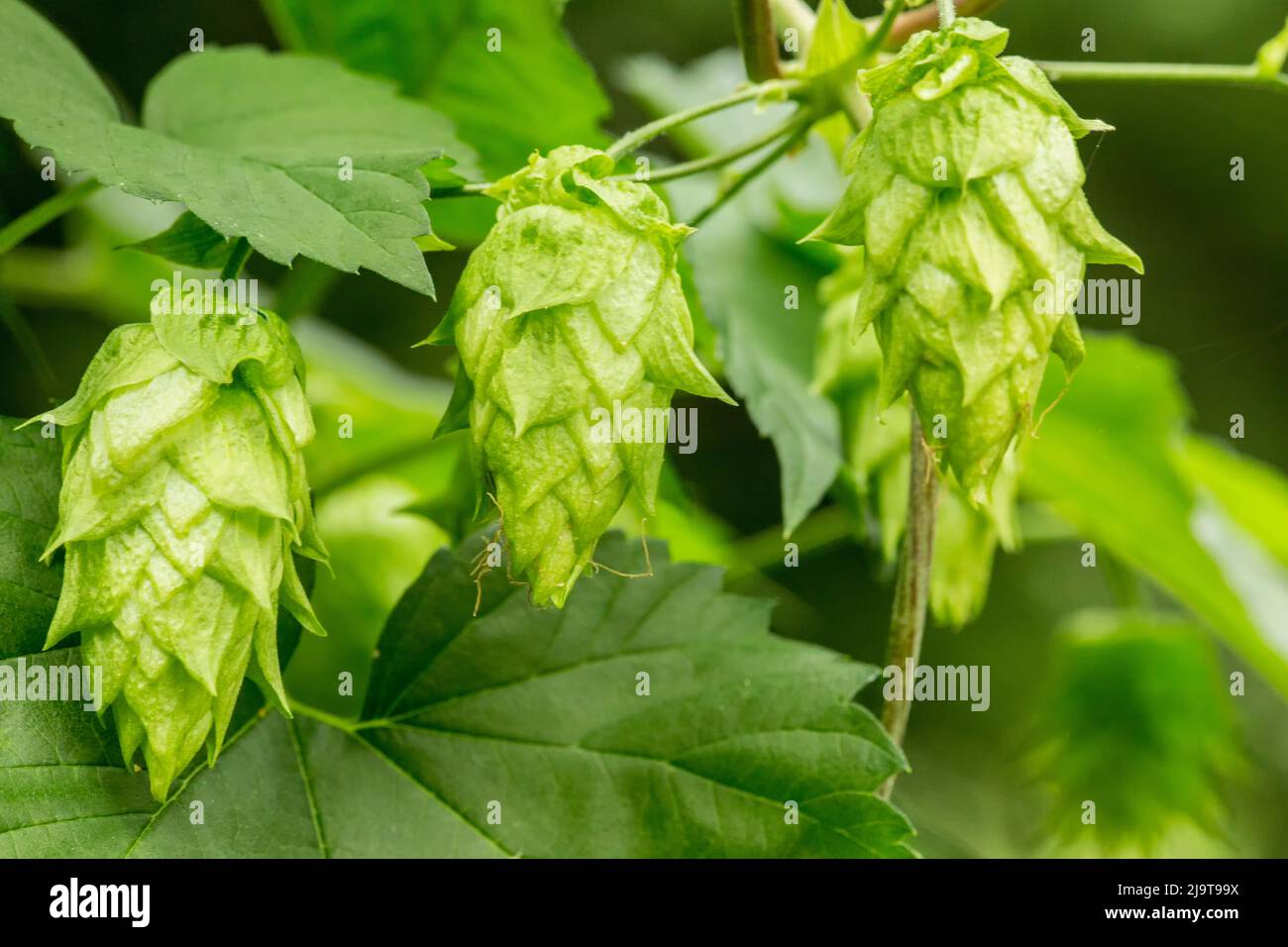 Female hop cones hi-res stock photography and images - Alamy