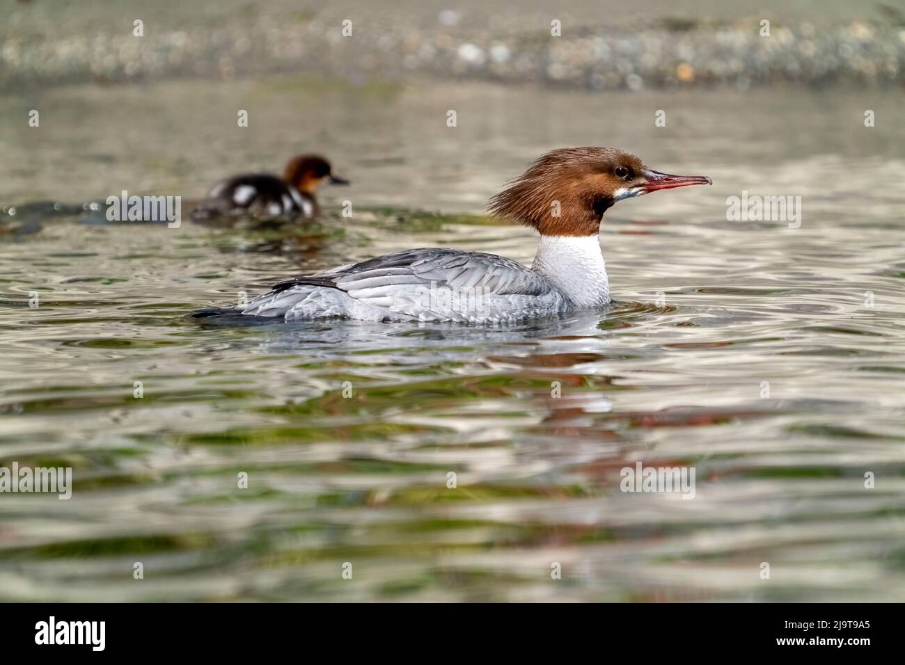Issaquah, Washington State, USA. Female Common Merganser duck and her ...