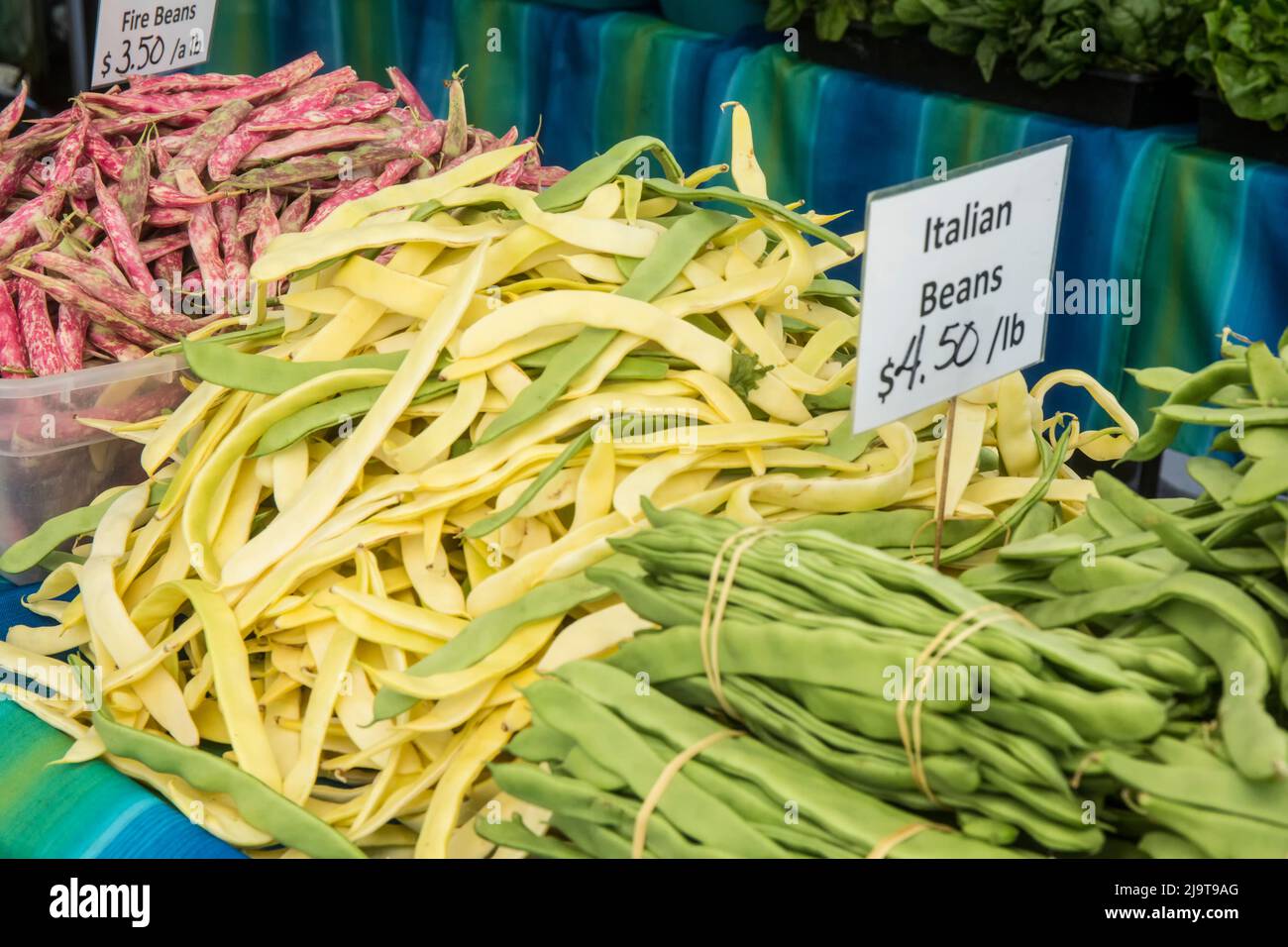 Issaquah, Washington State, USA. Yellow and green Italian Romano beans ...
