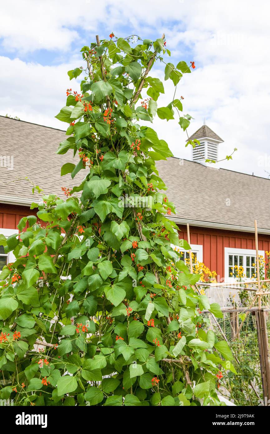 Issaquah, Washington State, USA. Scarlet Runner Beans growing on a ...