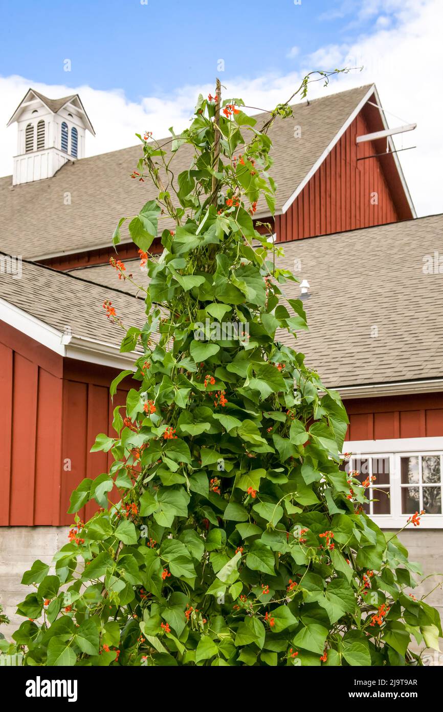 Issaquah, Washington State, USA. Scarlet Runner Beans growing on a ...
