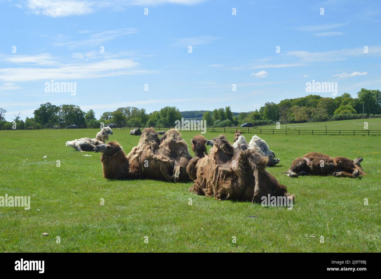 Group of Camels sitting outside in grassy field Stock Photo - Alamy