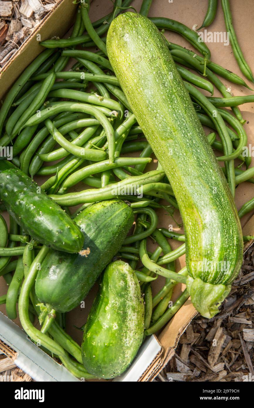 Issaquah, Washington State, USA. Box of freshly harvested green beans ...
