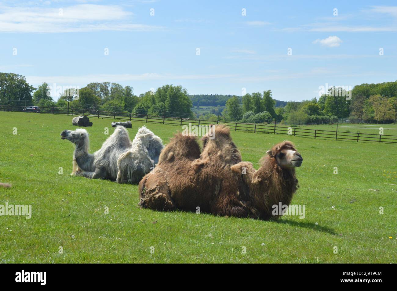Group of Camels sitting outside in grassy field Stock Photo - Alamy