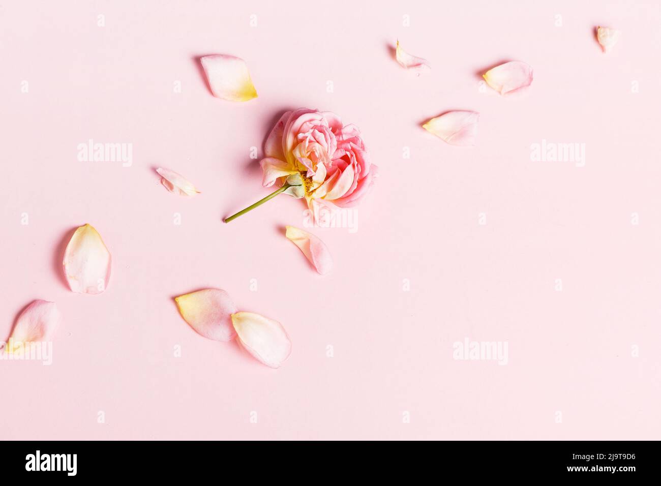 Pink rose petals falling hi-res stock photography and images - Alamy