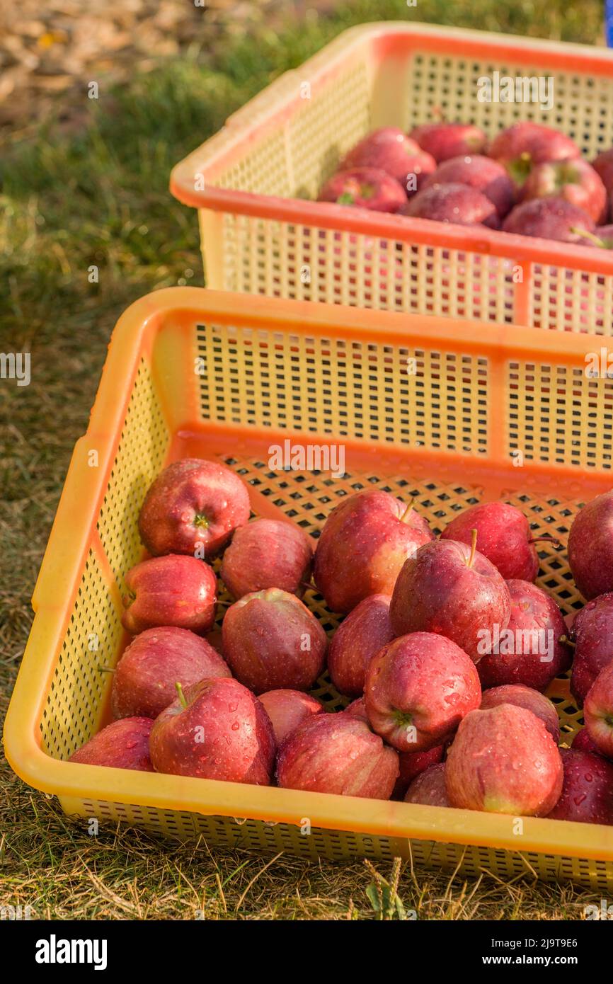 Carnation, Washington State, USA. Bins of just washed, freshly ...