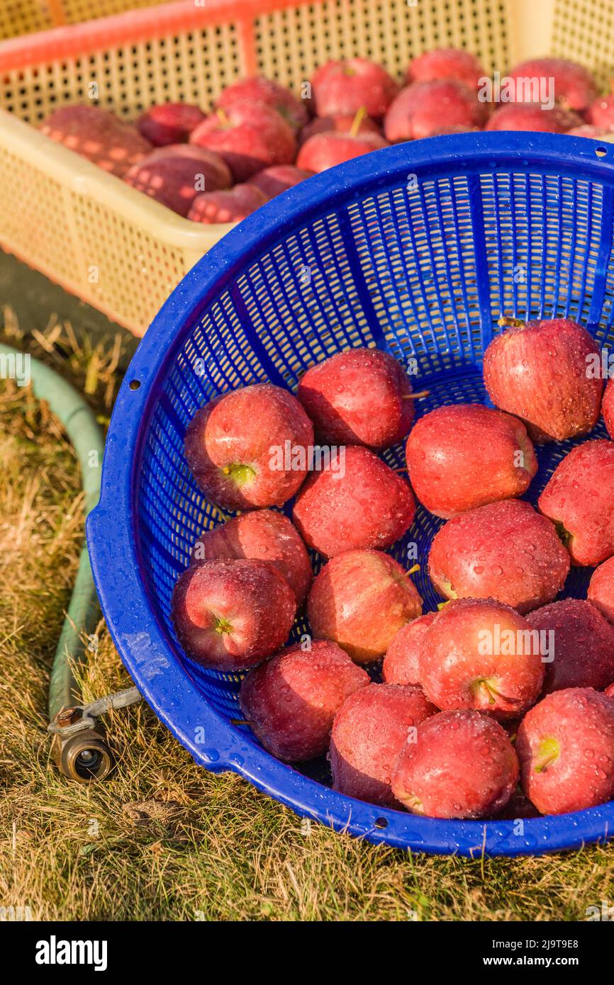 Carnation, Washington State, USA. Bins of just washed, freshly ...