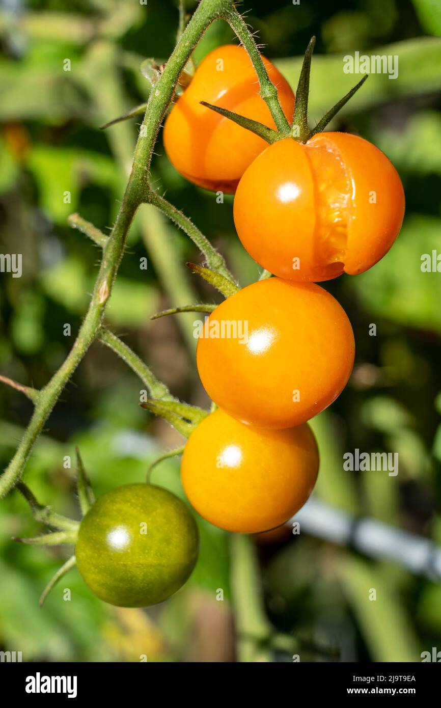 Sungold cherry tomatoes hi-res stock photography and images - Alamy