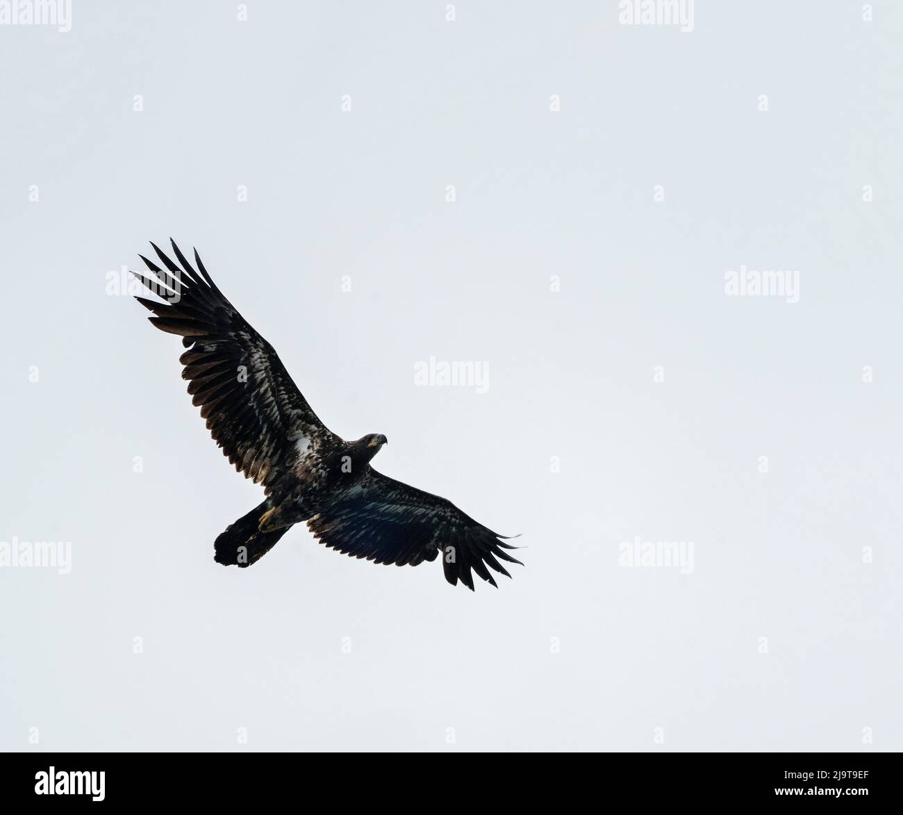 Issaquah, Washington State, USA. Juvenile Bald Eagle in flight in Lake ...
