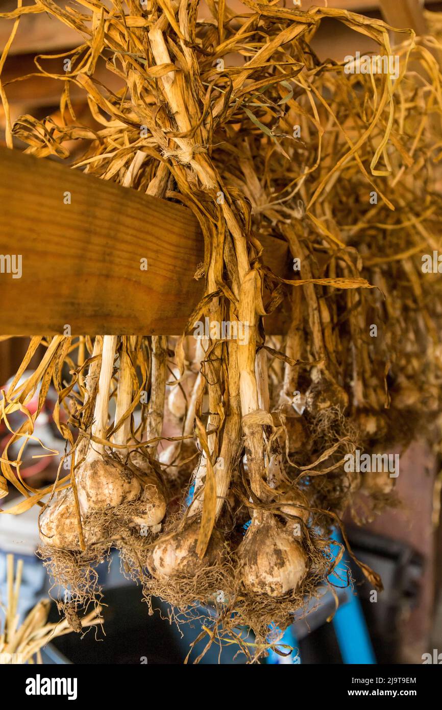 Maple Valley, Washington State, USA. Bunches of garlic hanging from a ...