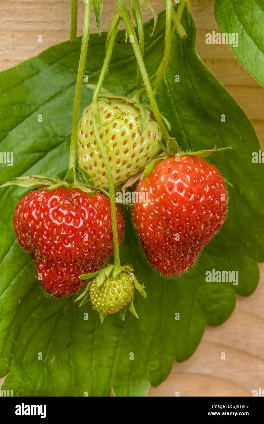 Issaquah, Washington State, USA. June-bearing strawberries growing in a ...