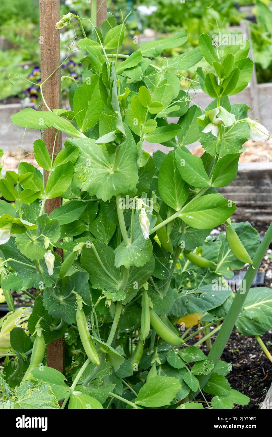 Issaquah, Washington State, USA. Sugar Snap Pea plant with ripe, ready ...