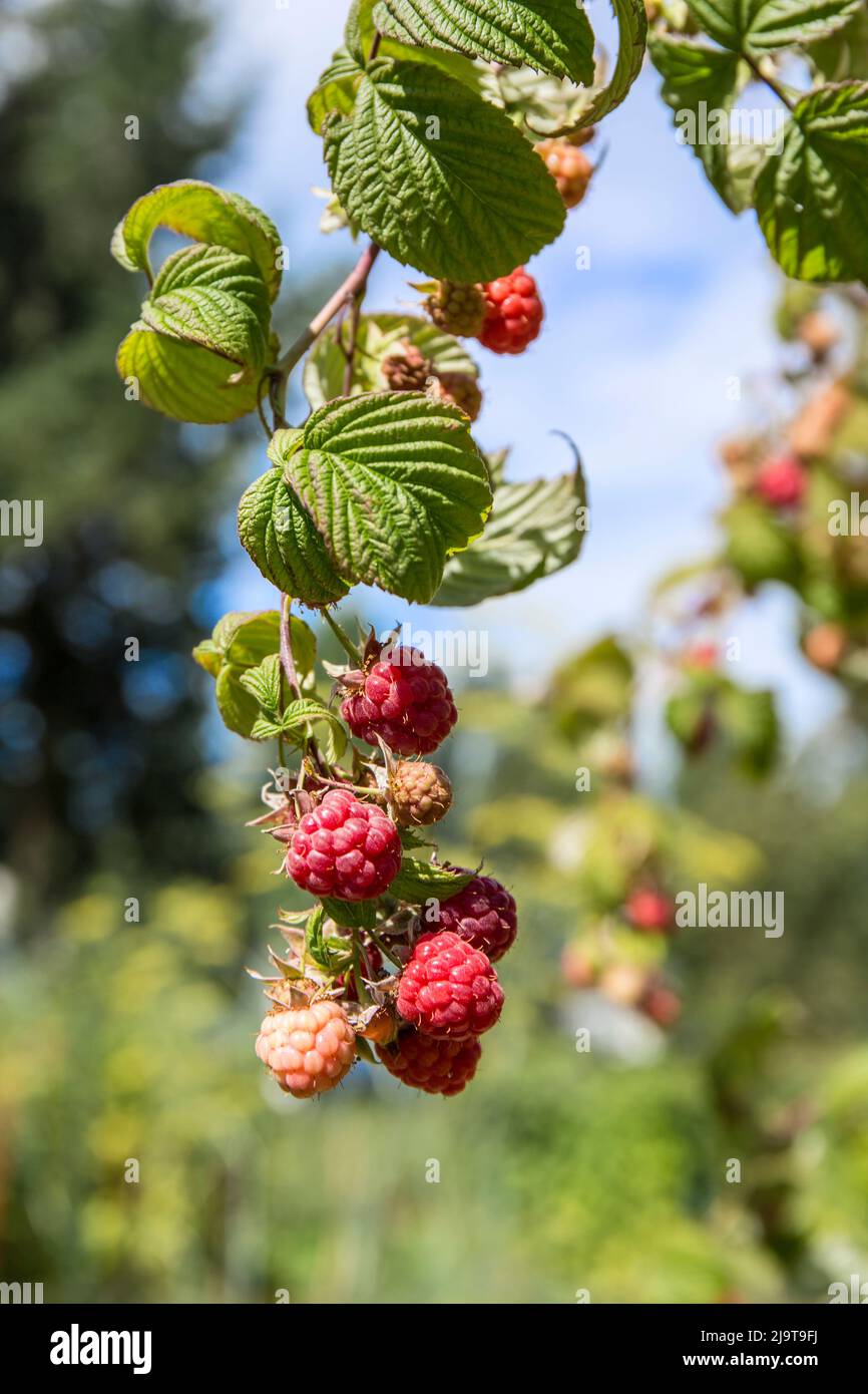 Various stages of ripeness hi-res stock photography and images - Alamy