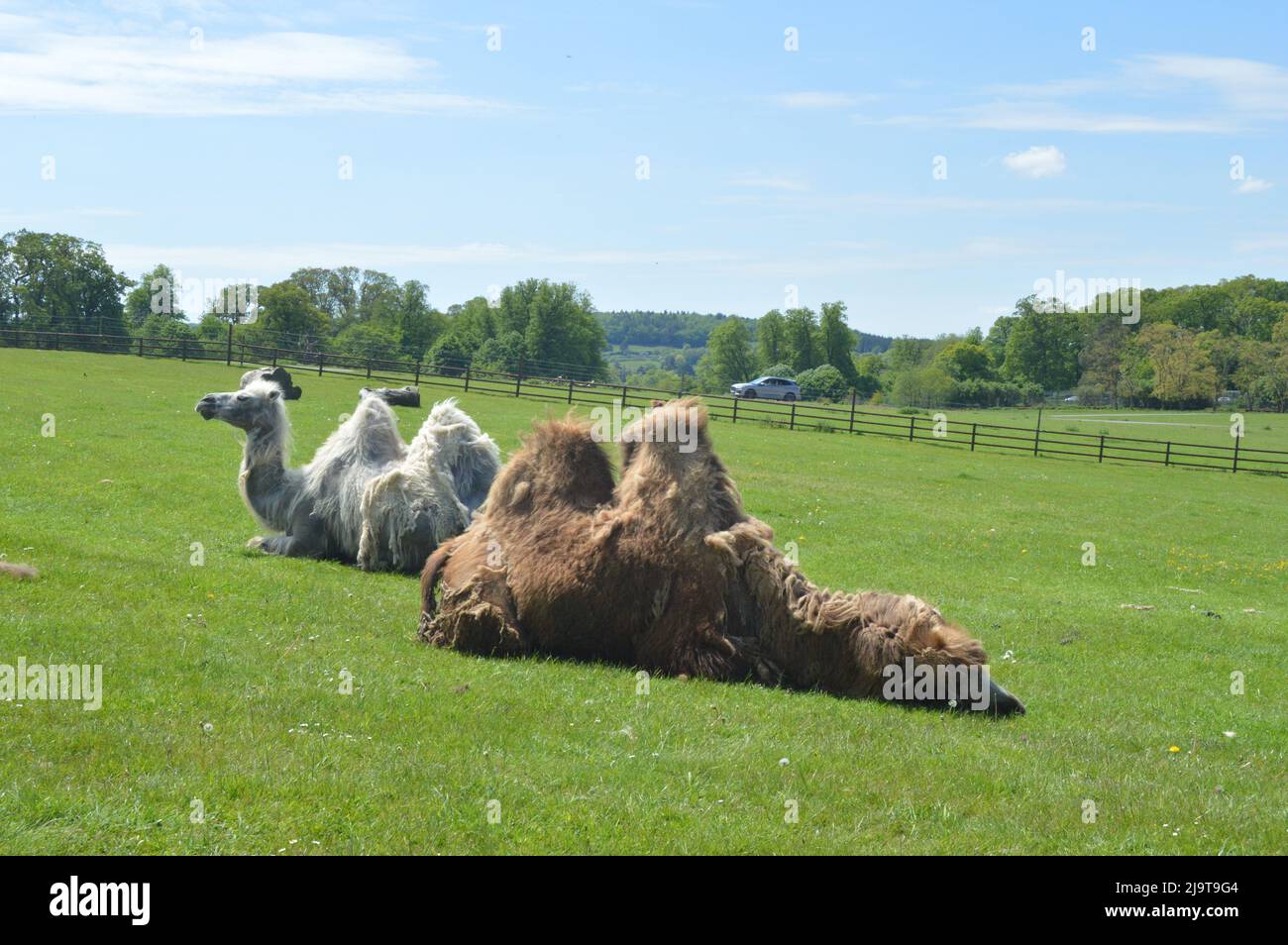 Group of Camels sitting outside in grassy field Stock Photo - Alamy