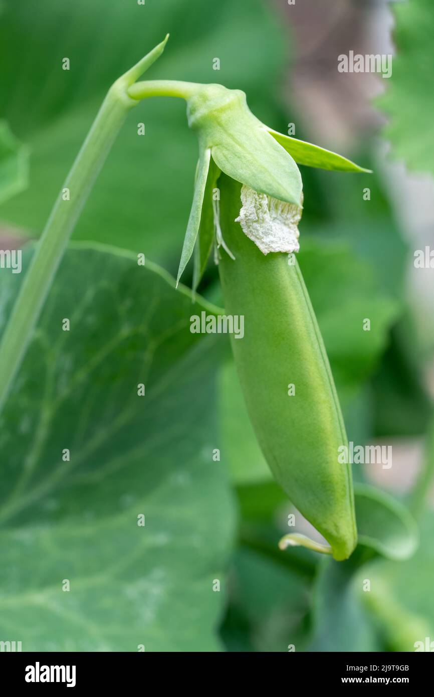 Issaquah, Washington State, USA. Sugar Snap Pea plant with blossom and ...