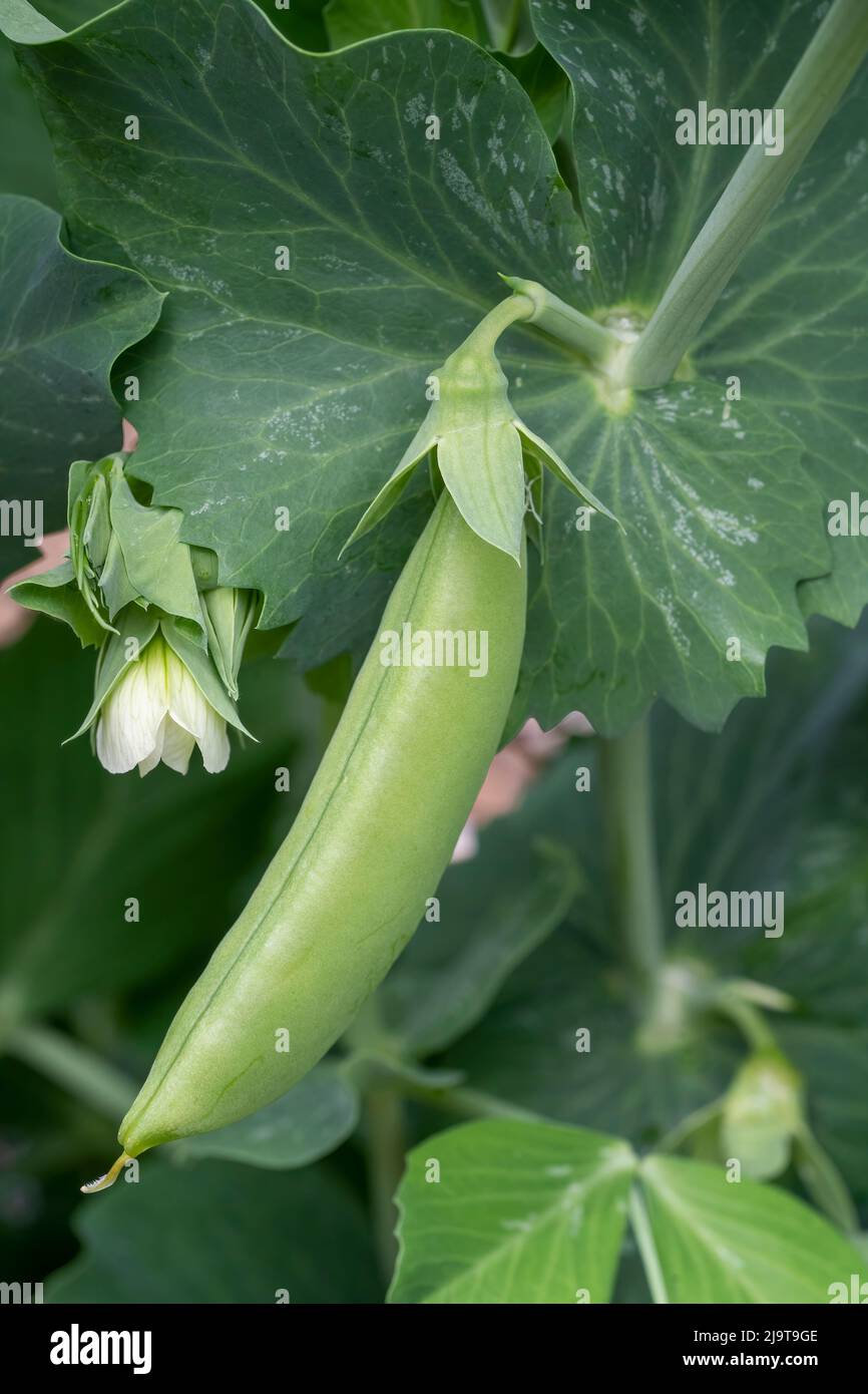 Issaquah, Washington State, USA. Sugar Snap Pea plant with blossom and ...