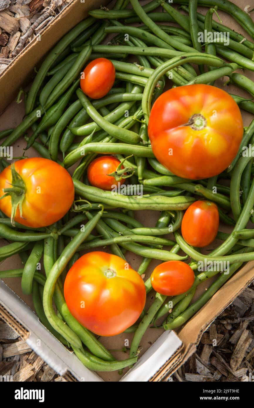 Issaquah, Washington State, USA. Box of freshly harvested green beans ...