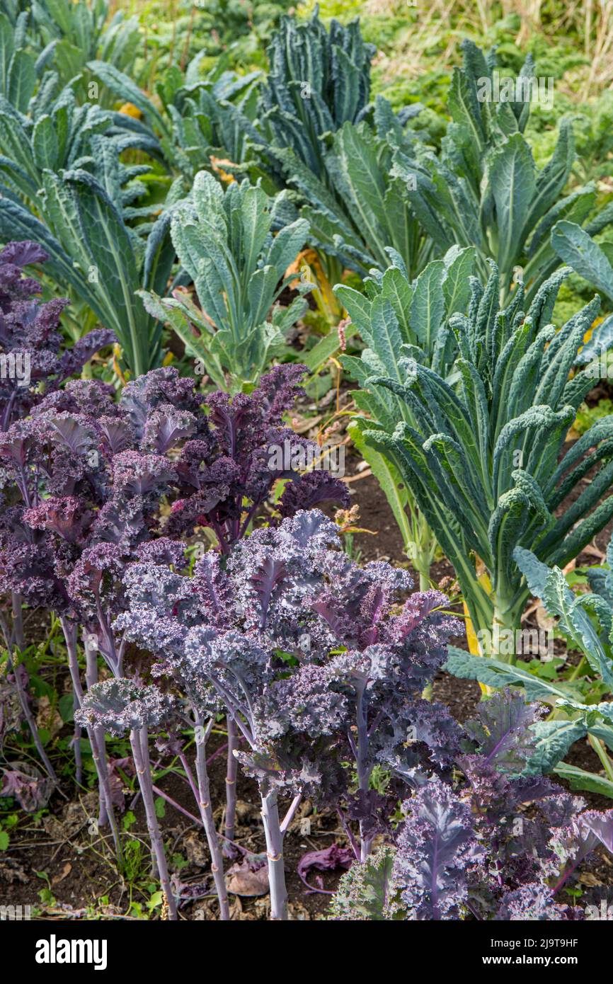 Redbor kale hi-res stock photography and images - Alamy