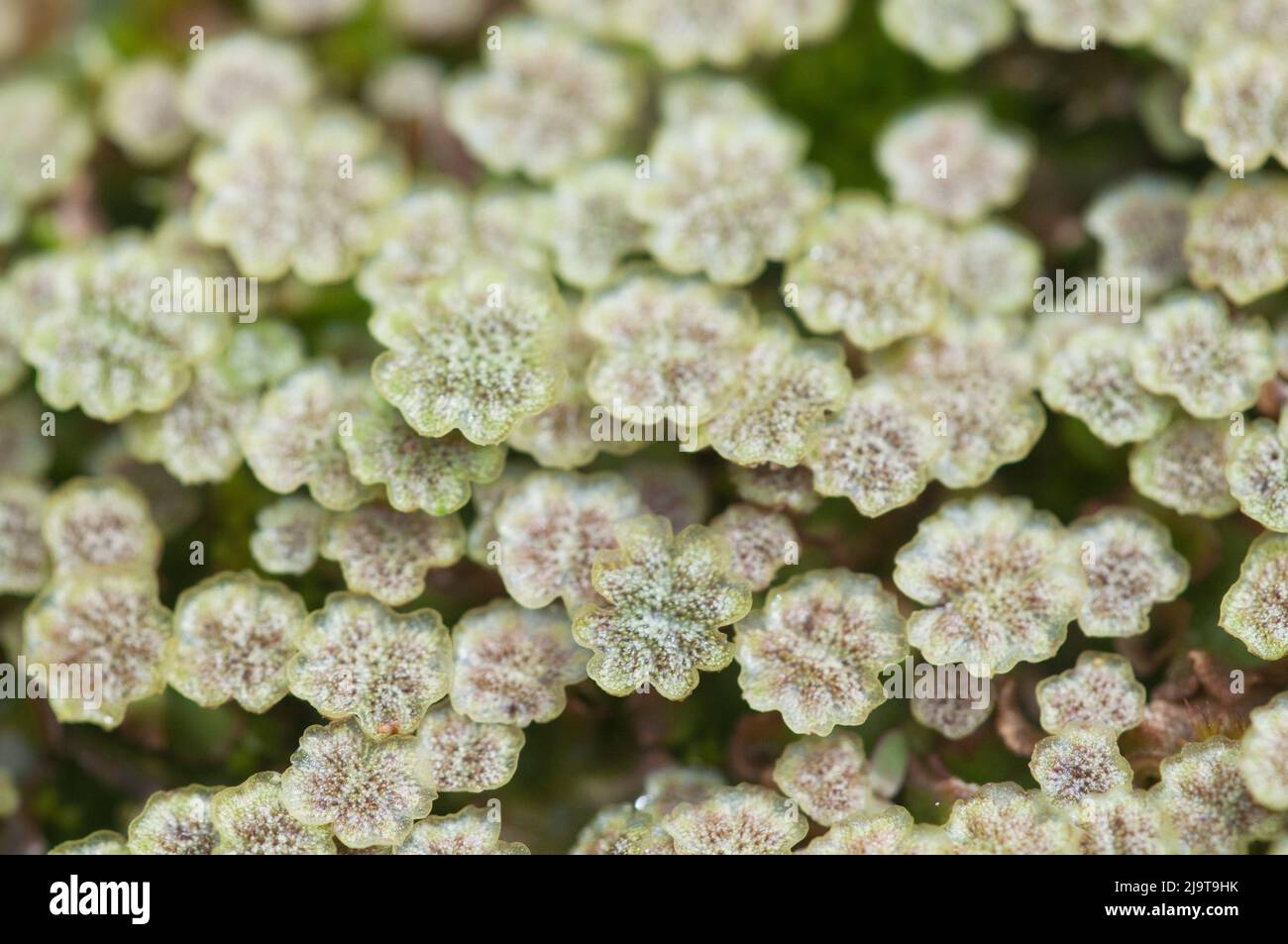 Marchantia polymorpha liverwort, close up shot, local focus Stock Photo ...