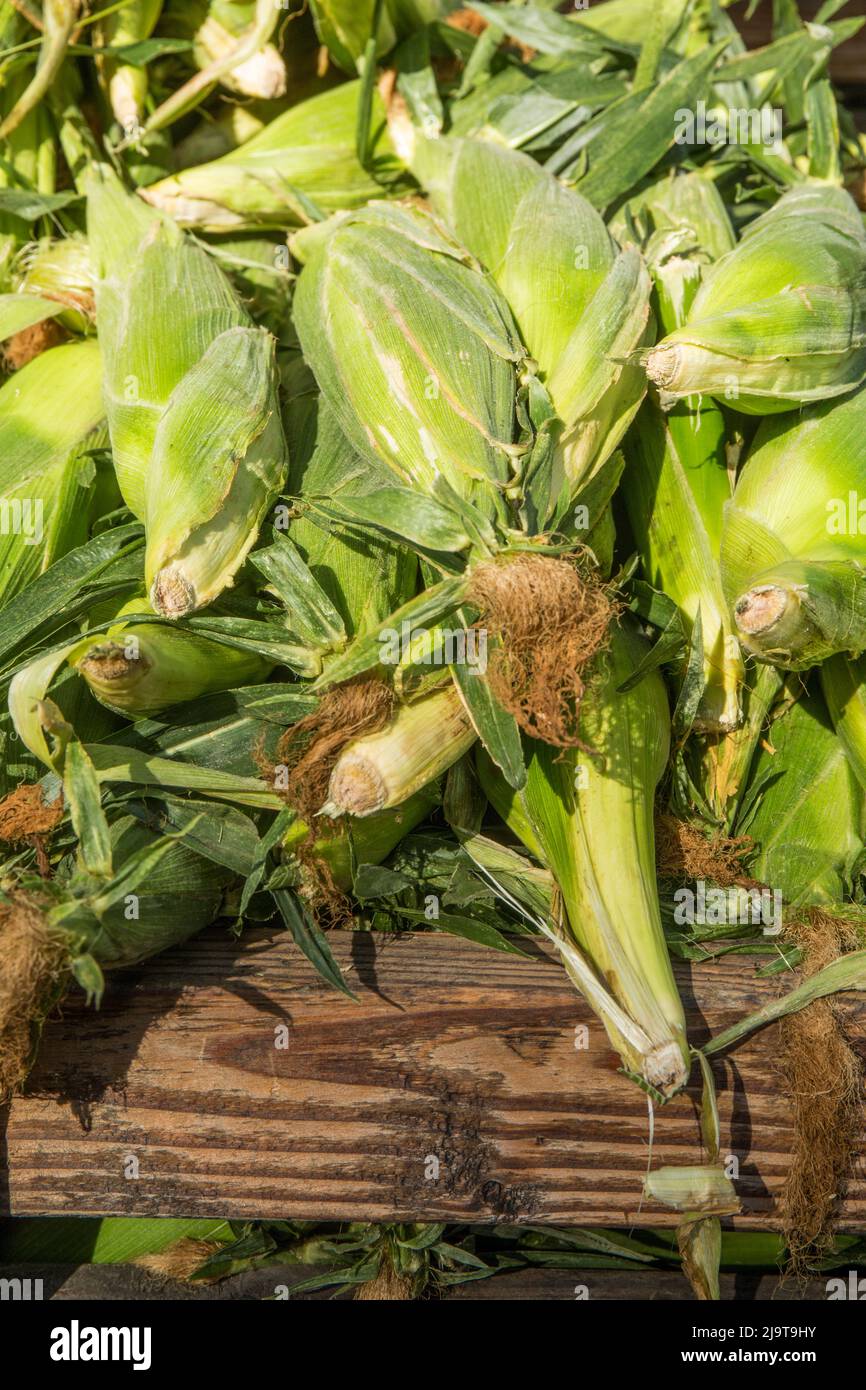 Issaquah, Washington State, USA. Stack of sweet corn for sale at a ...