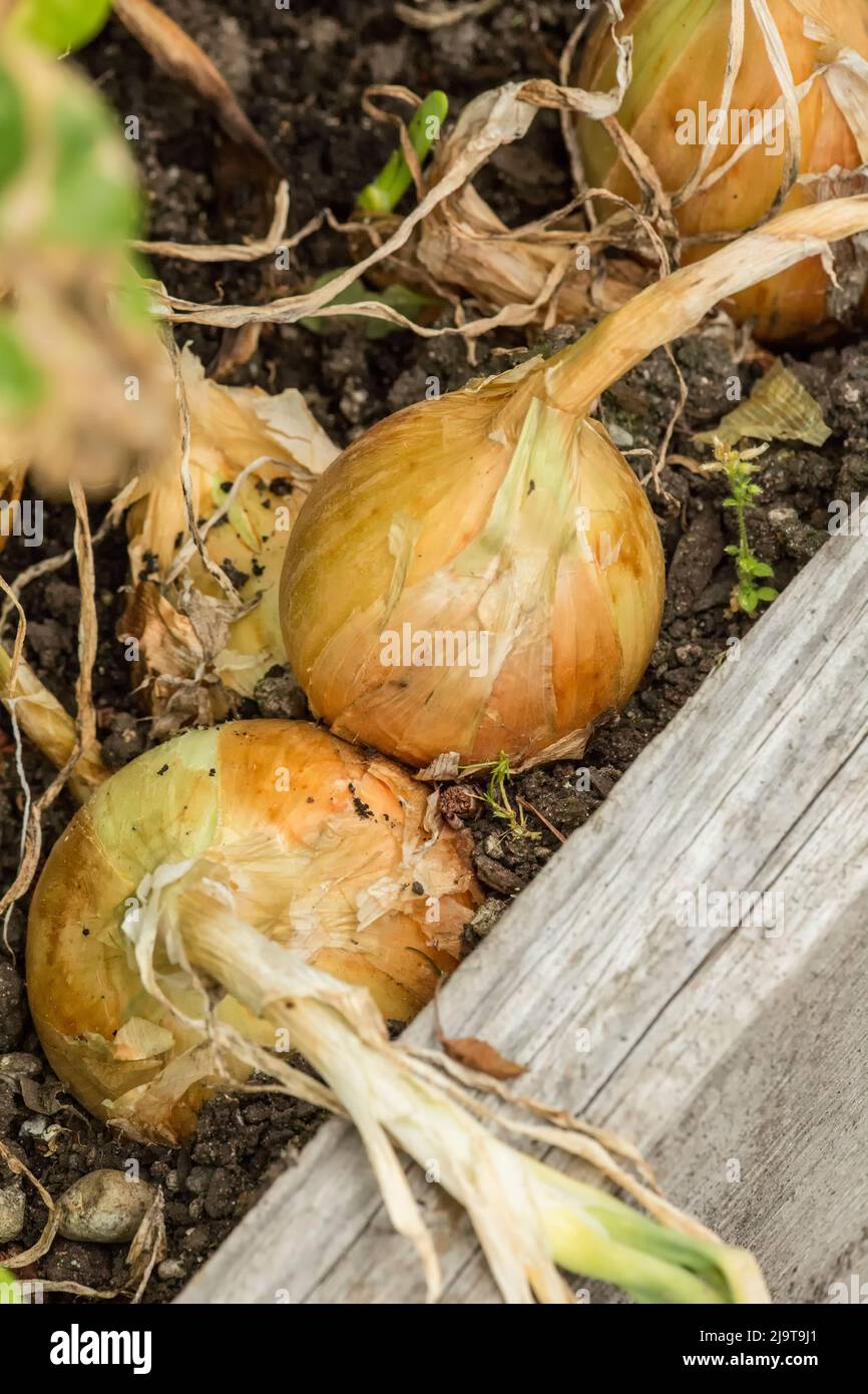 Issaquah, Washington State, USA. Common sweet yellow onions ready to be ...