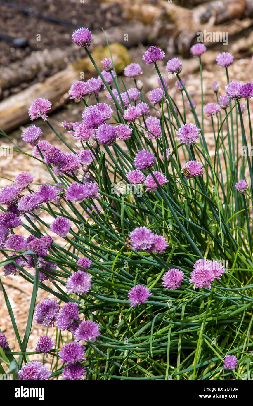 Issaquah, Washington State, USA. Chives (Allium schoenoprasum) plant in ...
