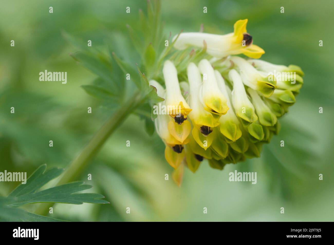 The flowers of corydalis nobilis are white hi-res stock photography and ...