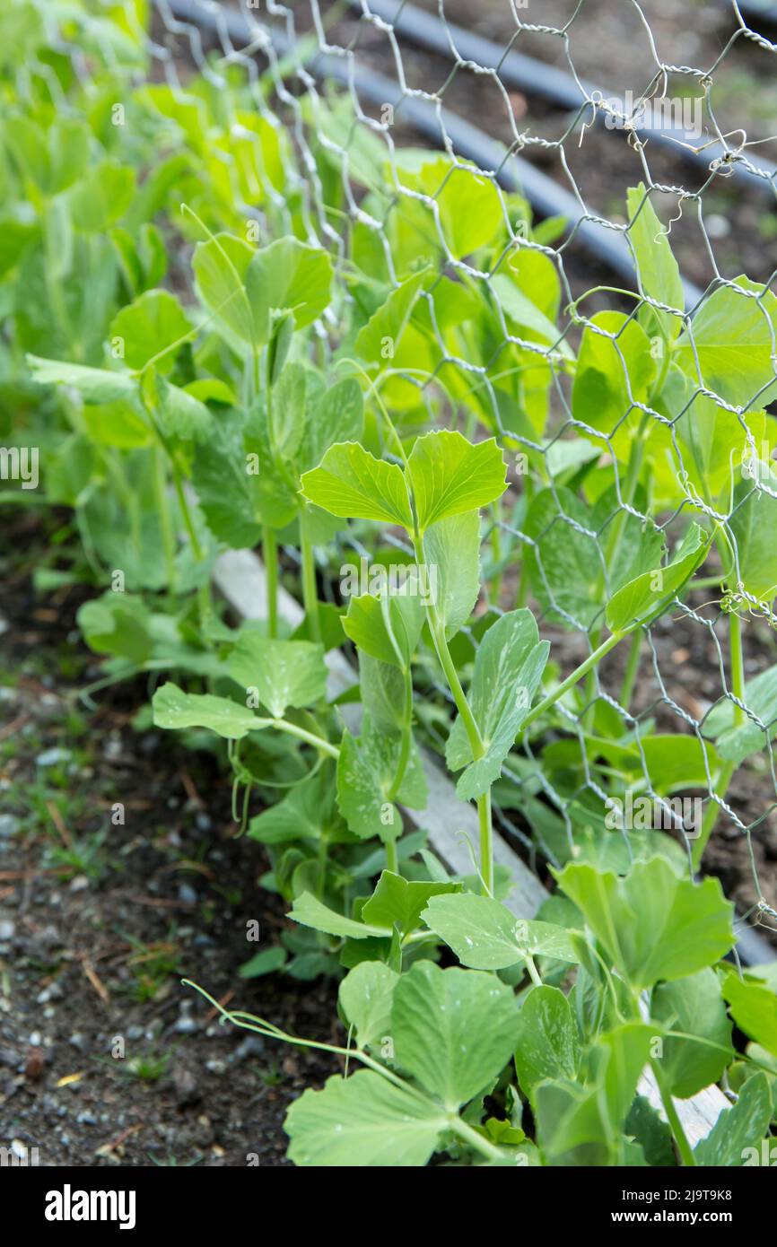 Issaquah, Washington State, USA. Snap peas growing up a chicken wire ...