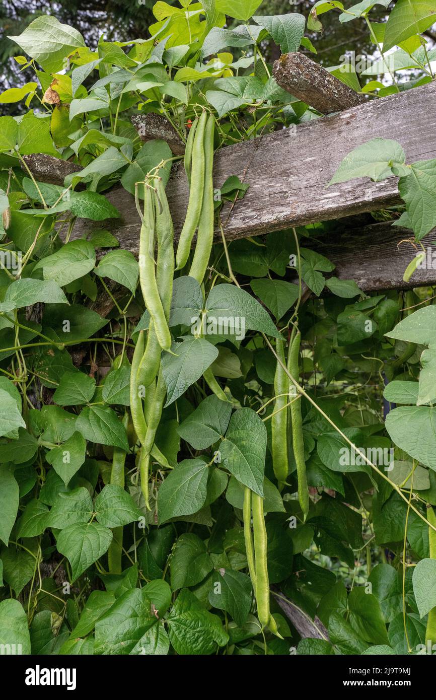 Issaquah, Washington State, USA. Scarlet Runner beans growing on a ...