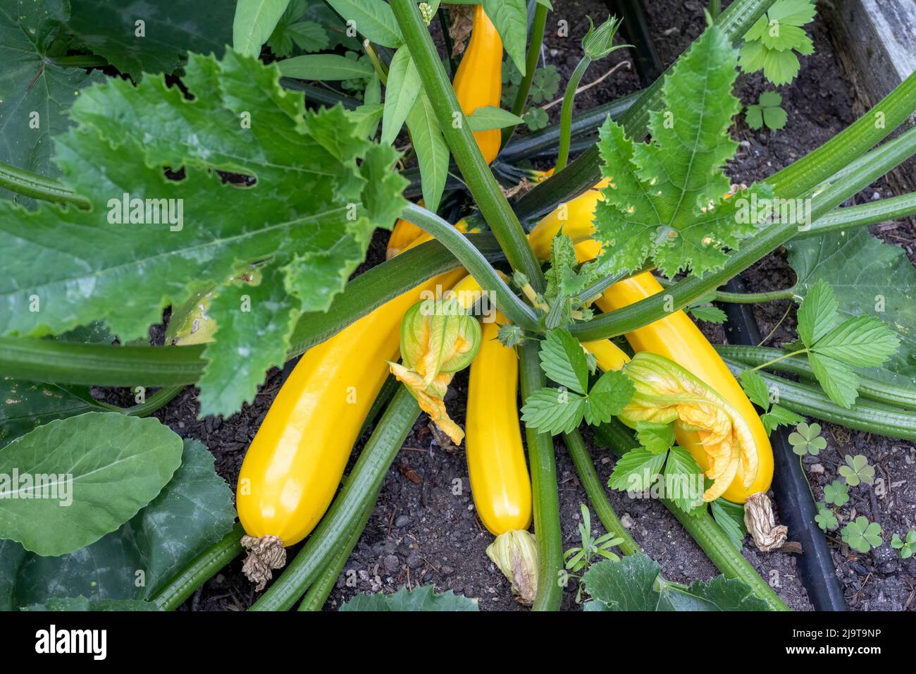 Issaquah, Washington State, USA. Straightneck heirloom squash on the ...
