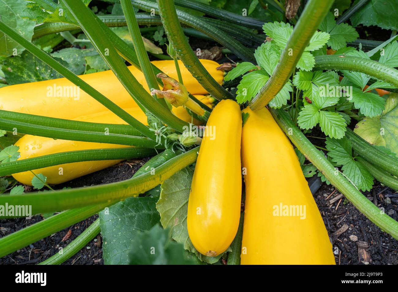 Issaquah, Washington State, USA. Straightneck heirloom squash on the ...