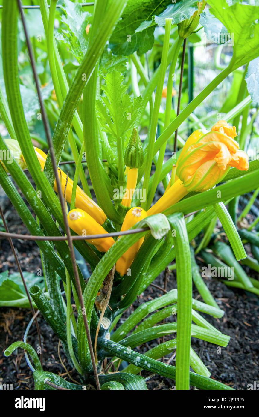 Issaquah, Washington State, USA. Straightneck heirloom squash on the ...