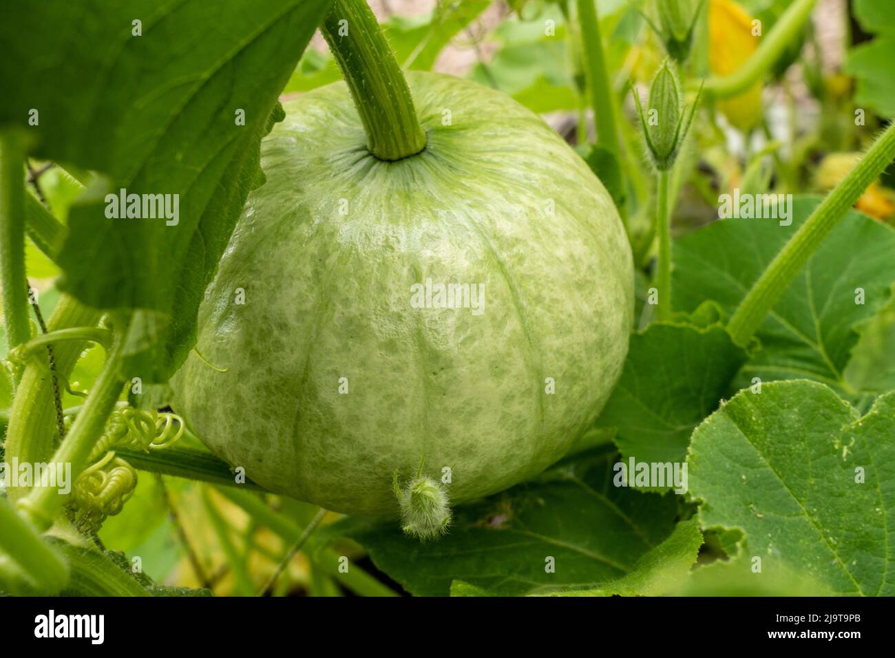 Bellevue, Washington State, USA. Japanese Pumpkin (Kabocha) on the vine ...
