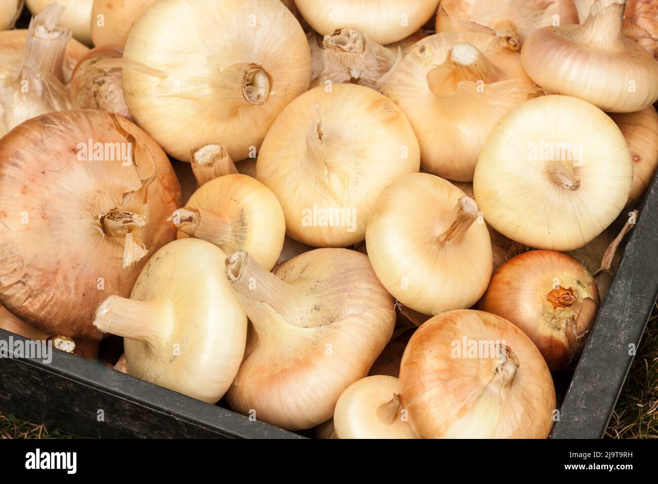 Carnation, Washington State, USA. Freshly harvested Cipollini onions ...