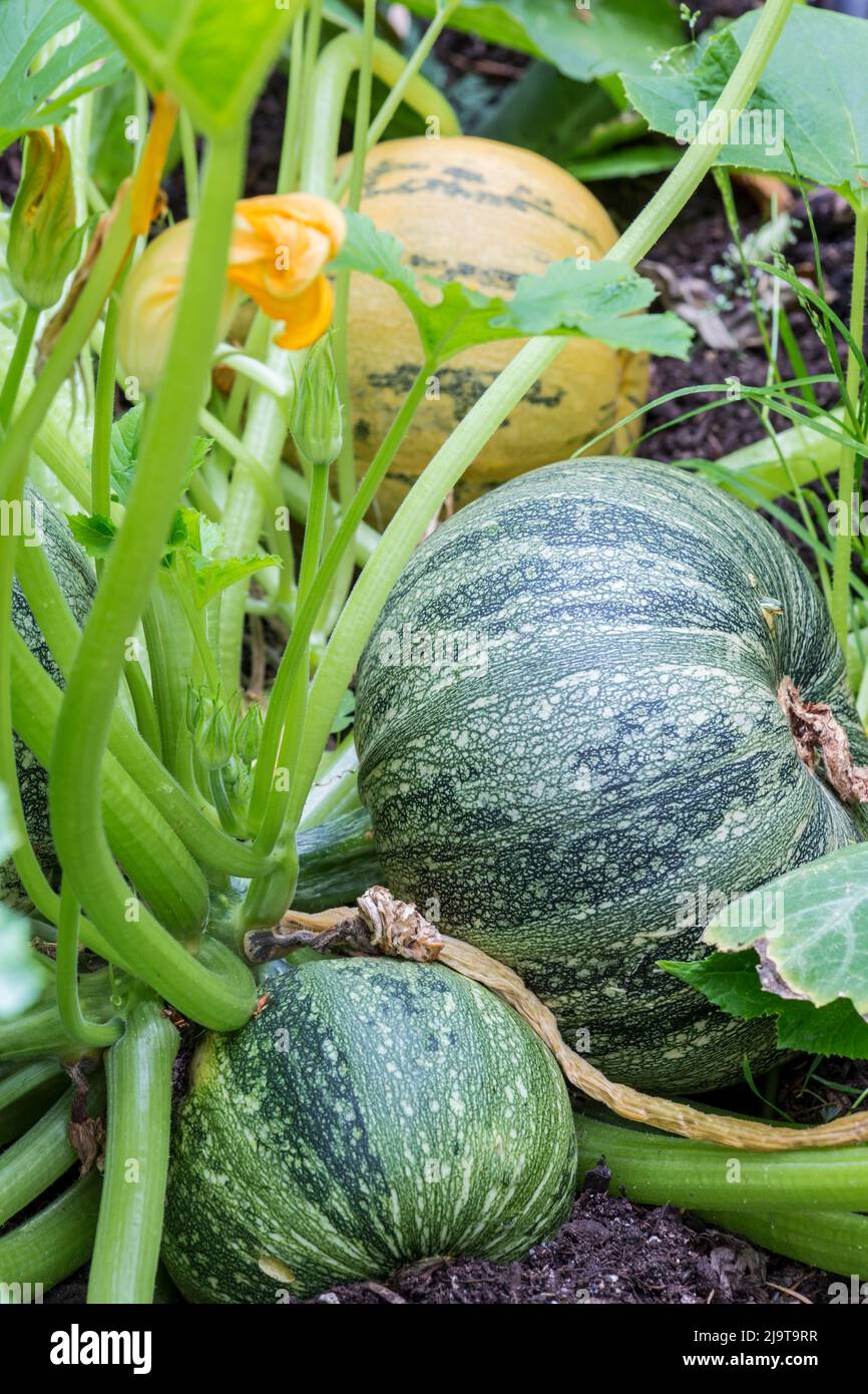 Issaquah, Washington State, USA. Kakai Hulless pumpkins on the vine ...