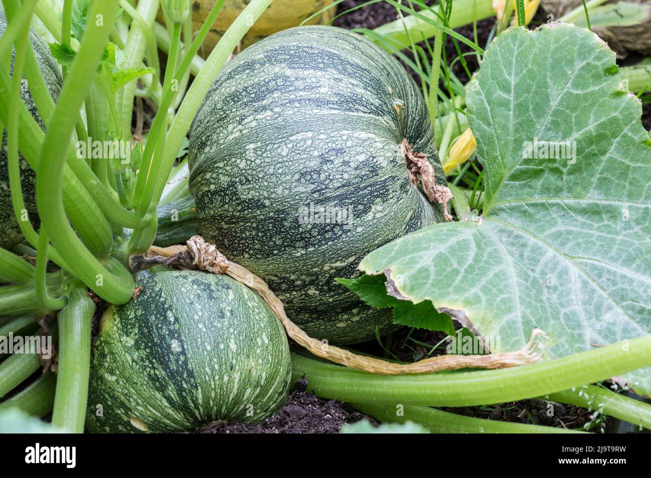 Issaquah, Washington State, USA. Kakai Hulless pumpkins on the vine ...