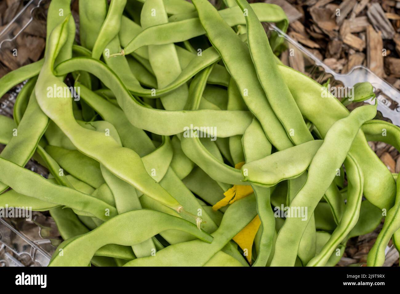 Bellevue, Washington State, USA. Freshly harvested Helda pole beans ...