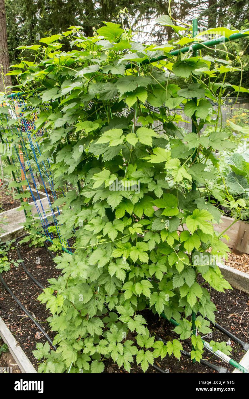 Issaquah, Washington State, USA. Hops plant growing on a trellis Stock ...