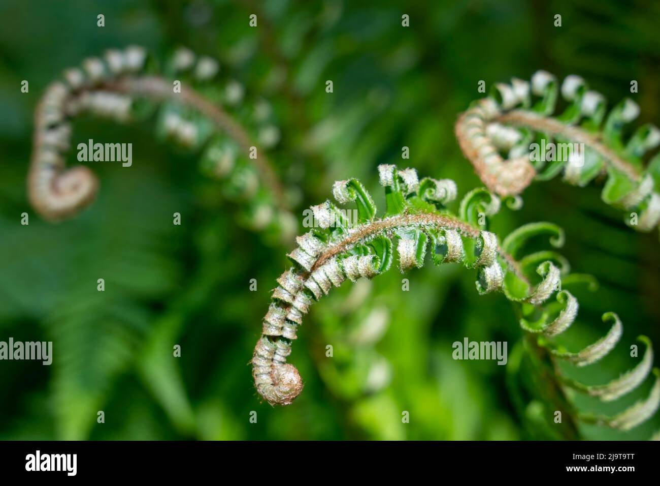 Issaquah, Washington State, USA. Lady fern plant in early spring Stock ...