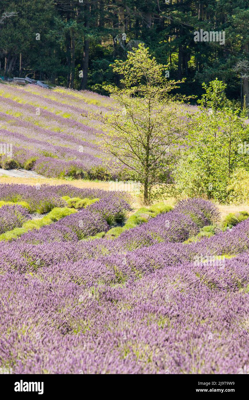 San Juan Island, Washington State, USA. Pelindaba Lavender Farm Stock ...