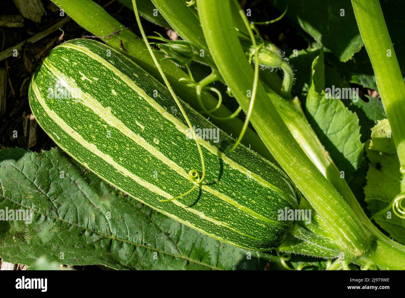 Zucchini on the vine hi-res stock photography and images - Alamy