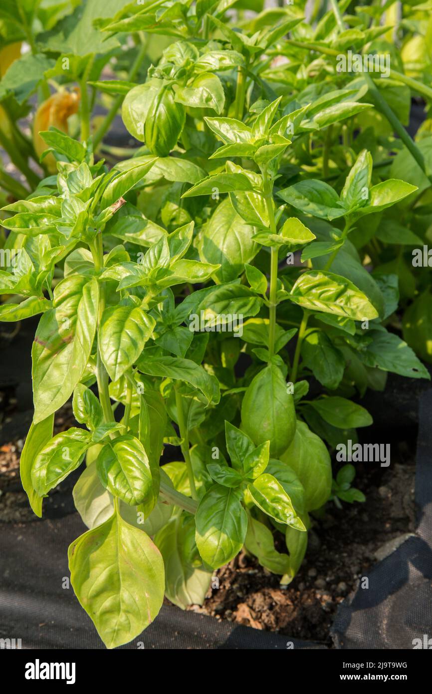 Issaquah, Washington State, USA. Italian Large Leaf Basil plant Stock ...