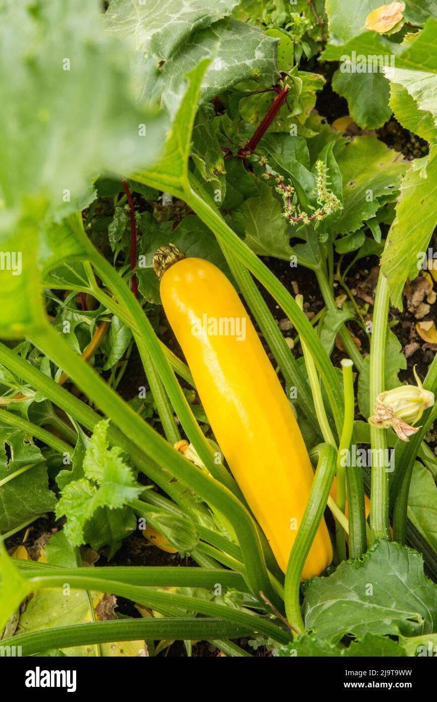 Issaquah, Washington State, USA. Yellow summer squash growing Stock ...