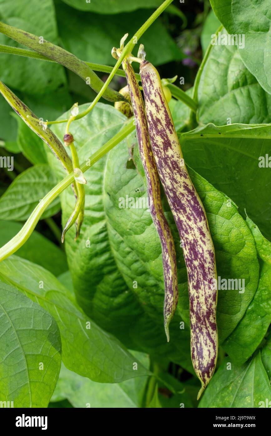 Issaquah, Washington State, USA. Dragon Tongue bush bean plant Stock ...