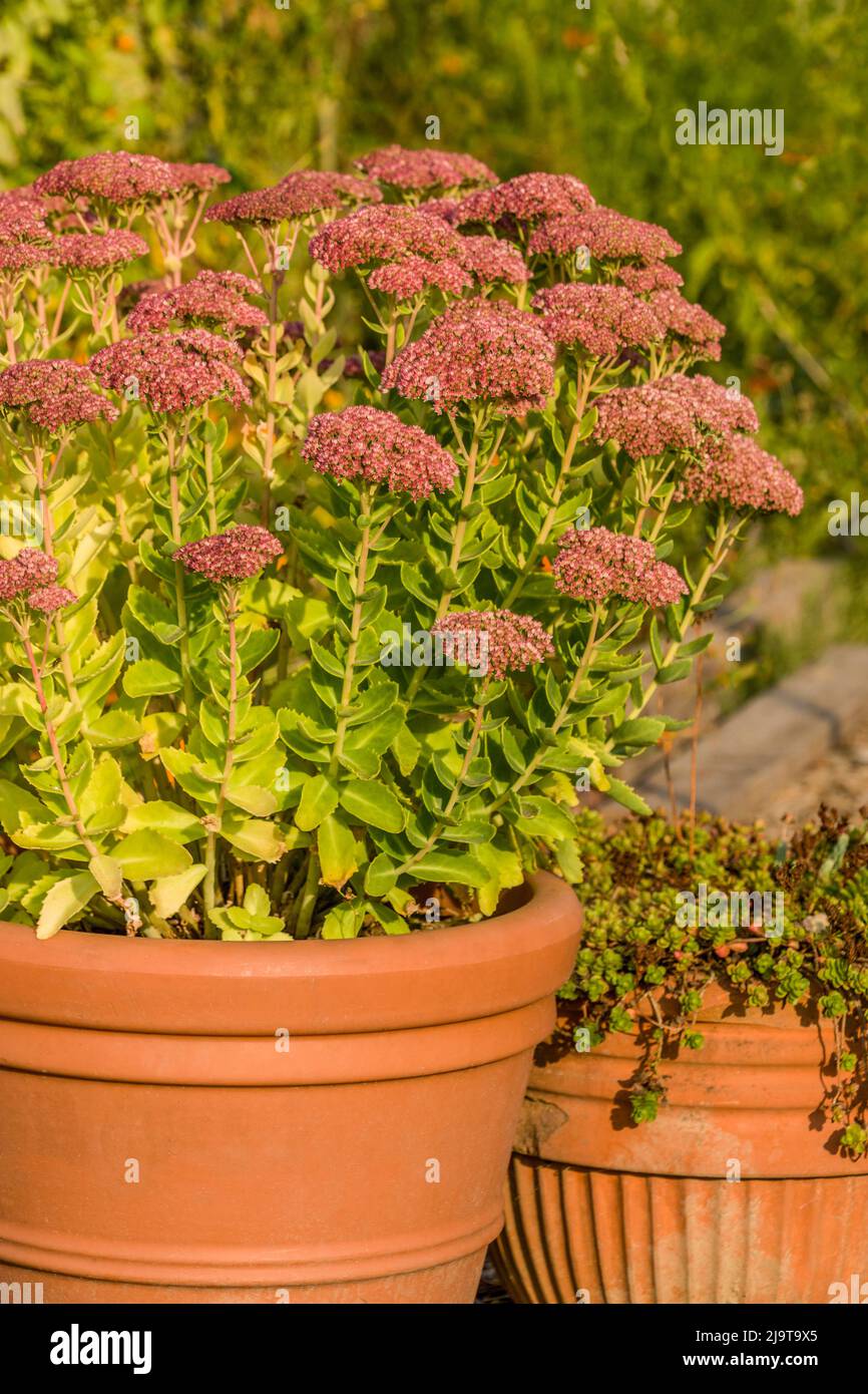 Sedum Planting In Containers