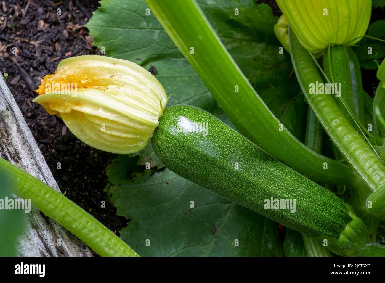 Issaquah, Washington State, USA. Green zucchini on the vine Stock Photo ...