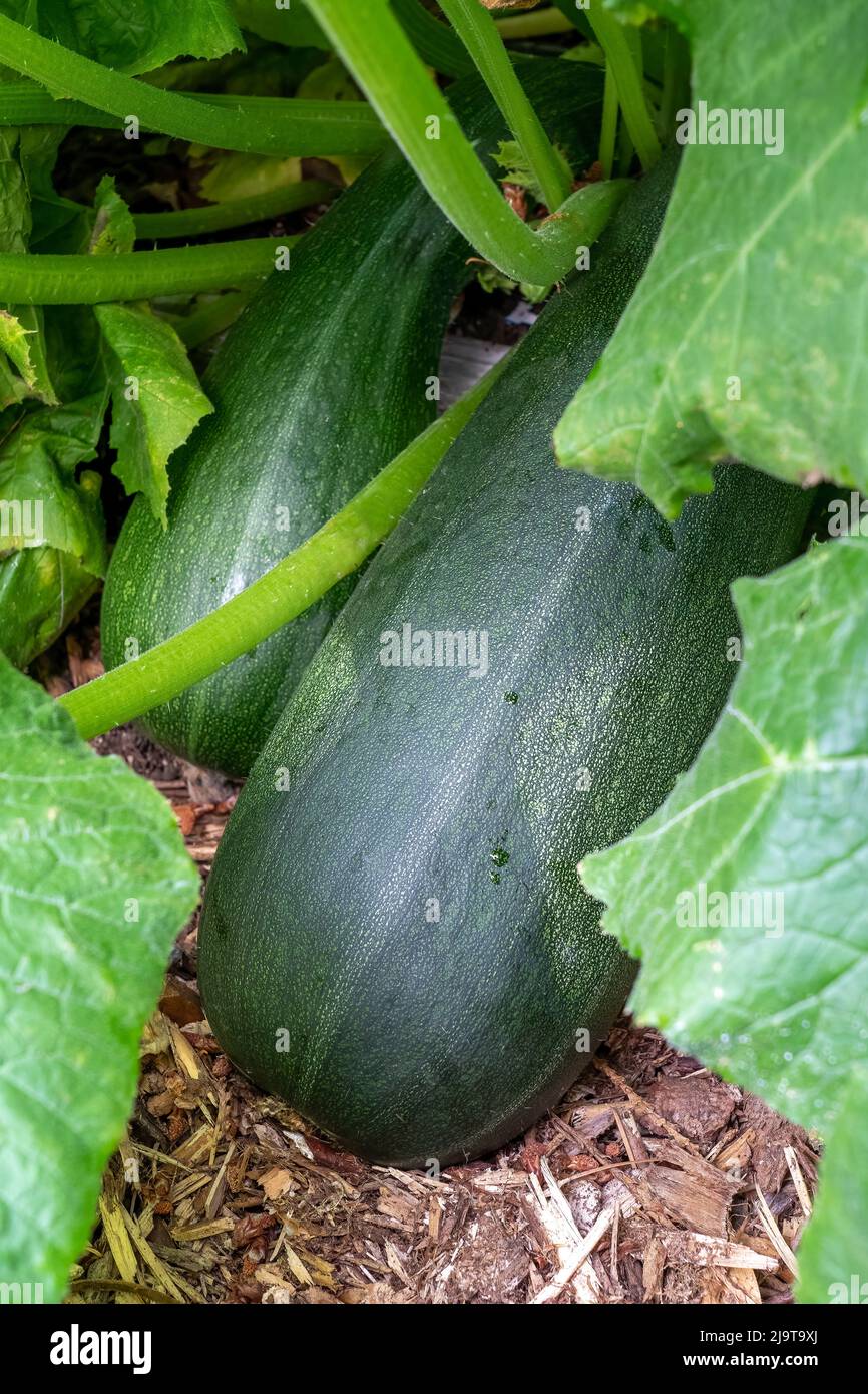 Issaquah, Washington State, USA. Green zucchini on the vine Stock Photo ...