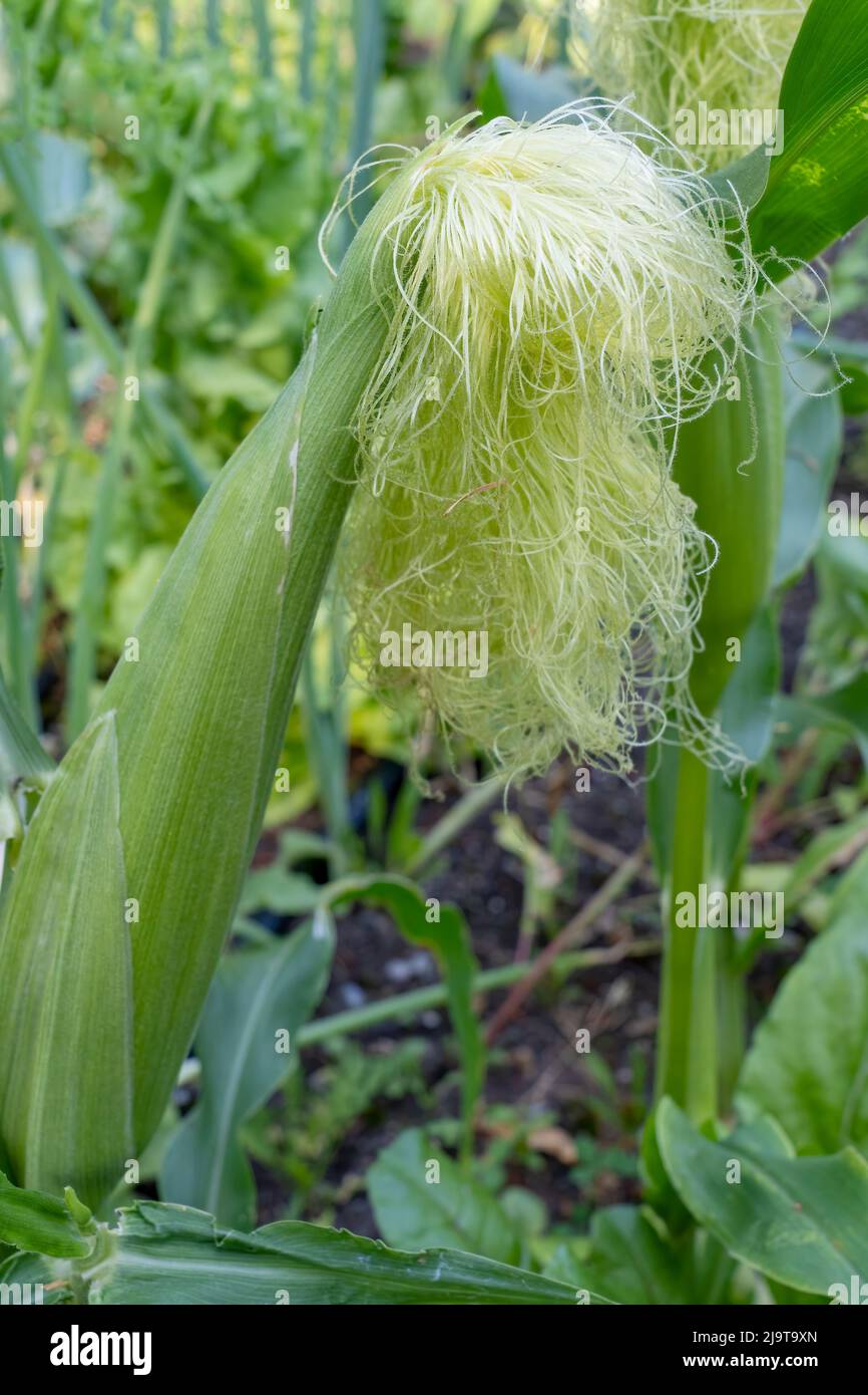 Issaquah, Washington State, USA. Corn growing with a tassel Stock Photo ...